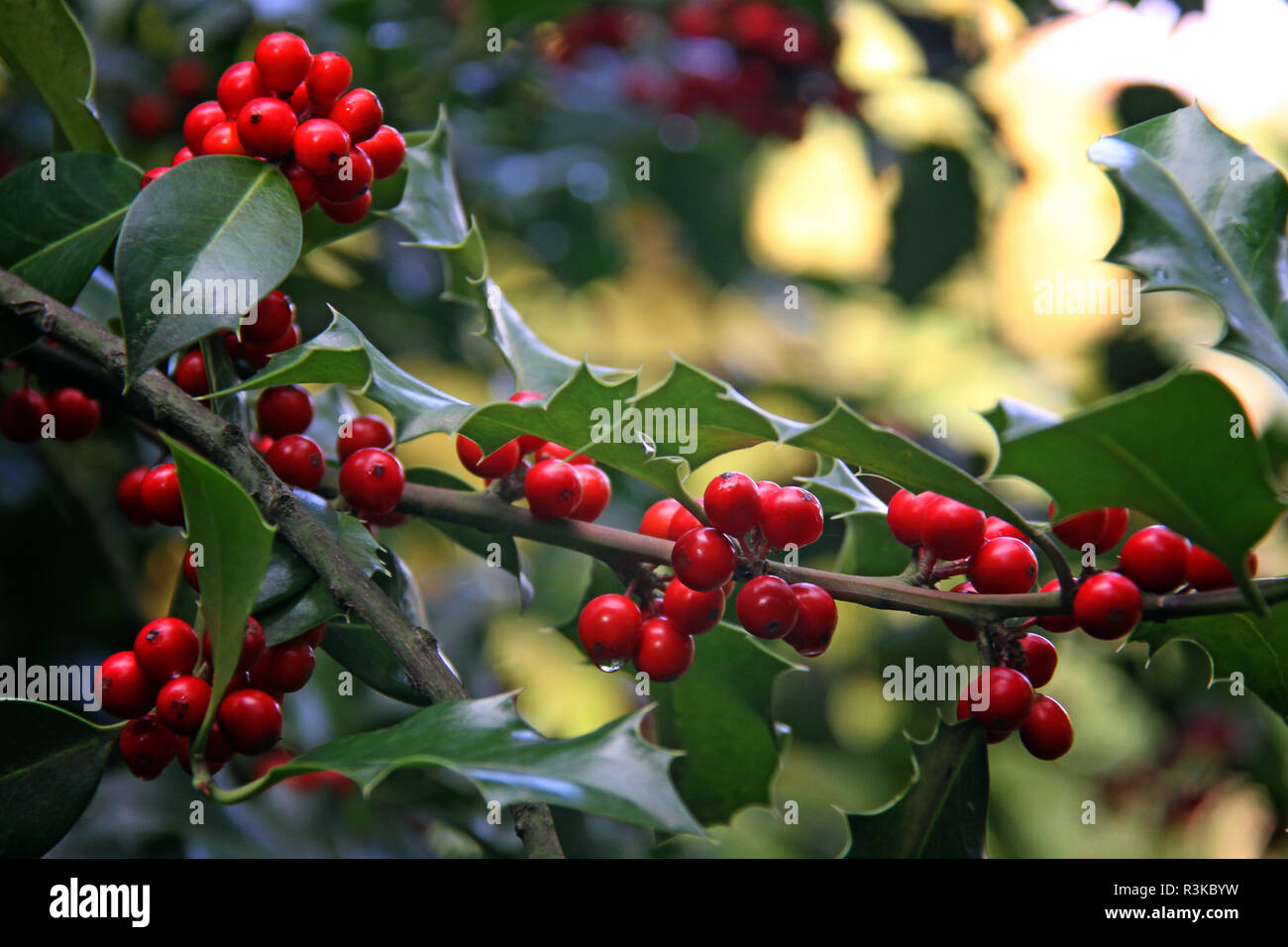Holly red hi-res stock photography and images - Alamy
