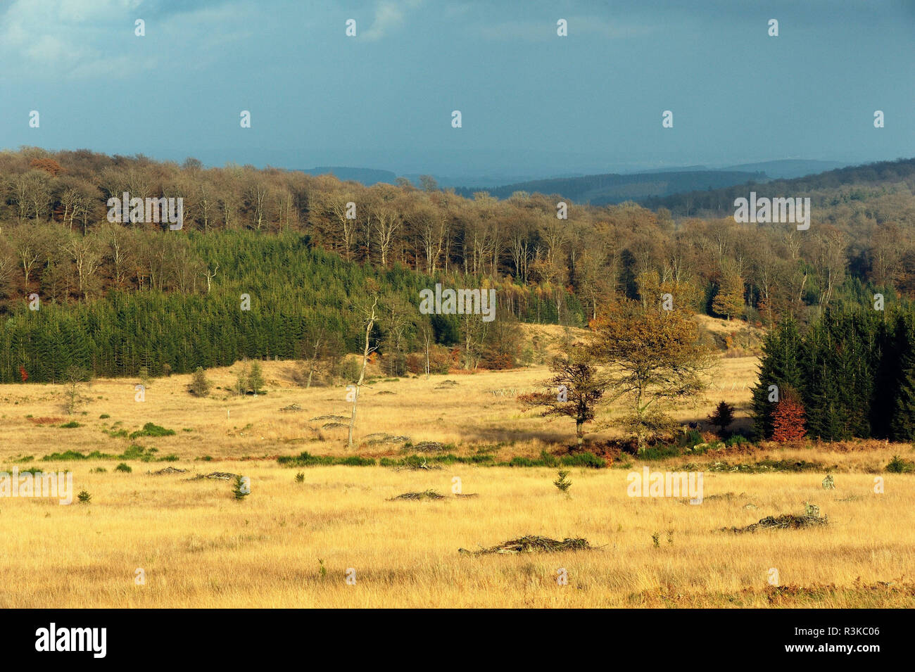 Belgium, Belgian Ardennes, forest of Saint-Hubert Stock Photo - Alamy