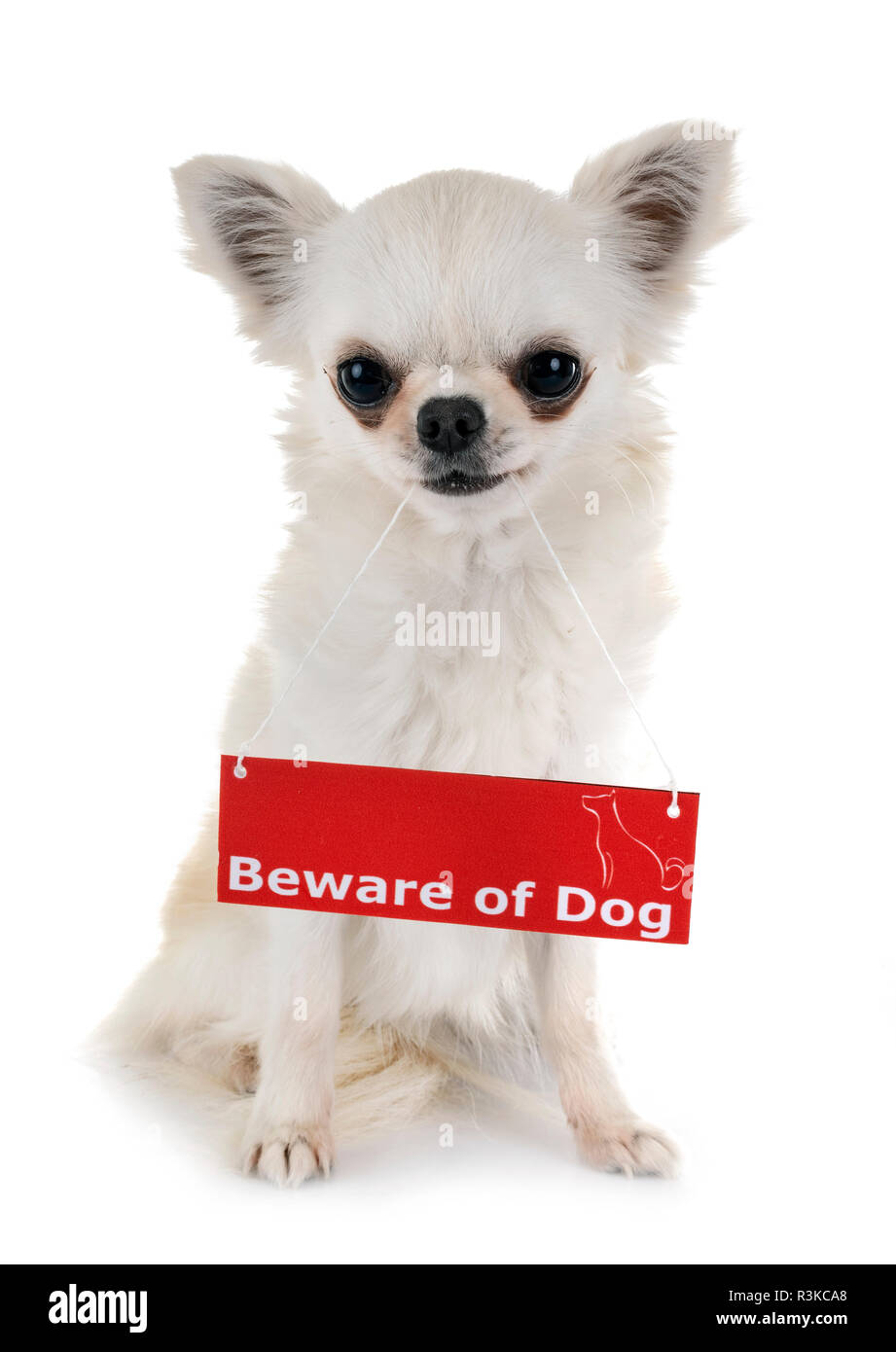 little dog and board in front of white background Stock Photo - Alamy