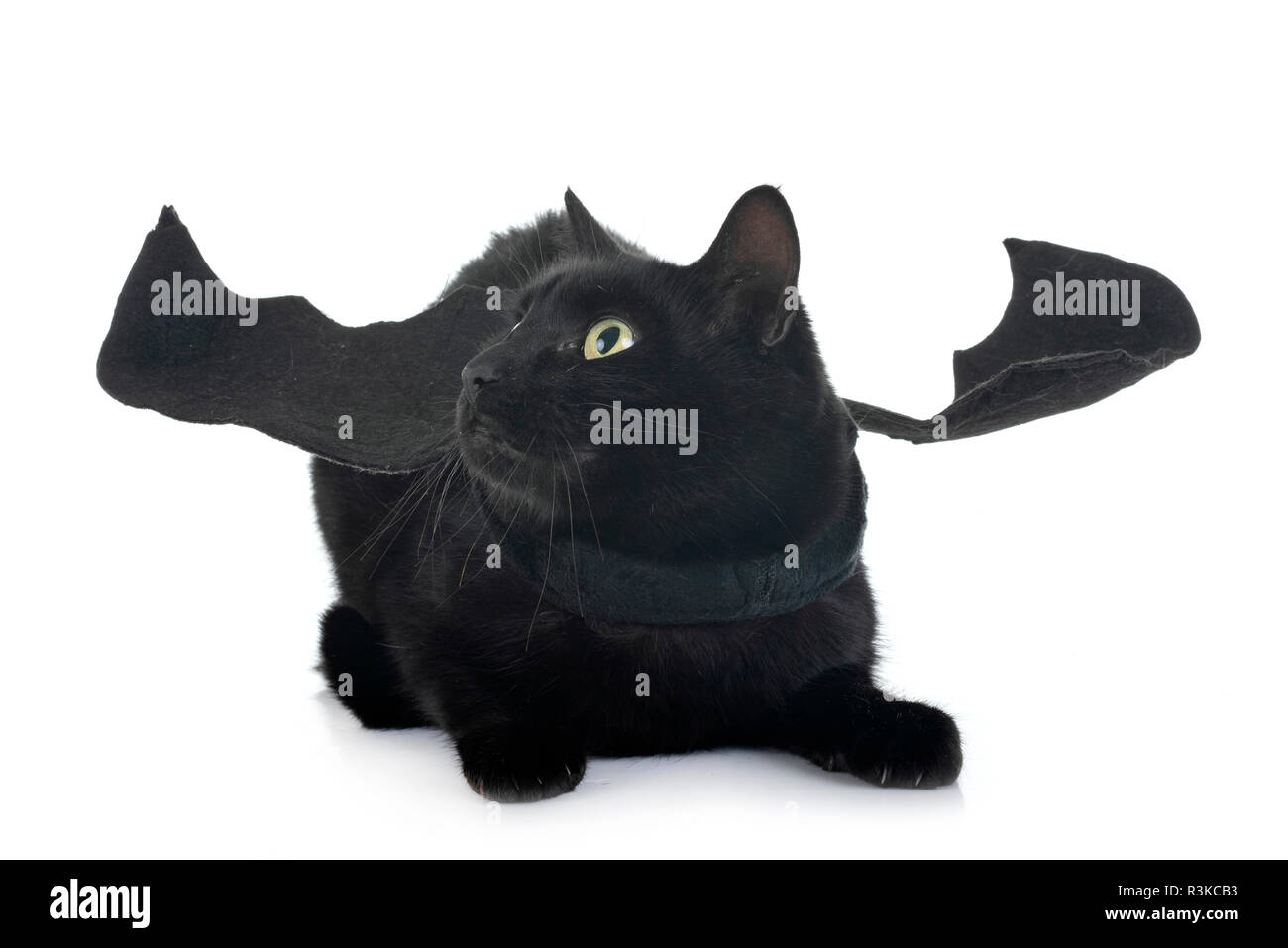 bat cat in front of white background Stock Photo - Alamy