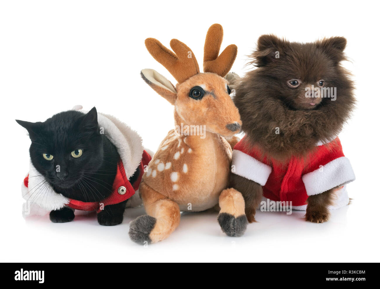 little dogs and cat in front of white background Stock Photo - Alamy