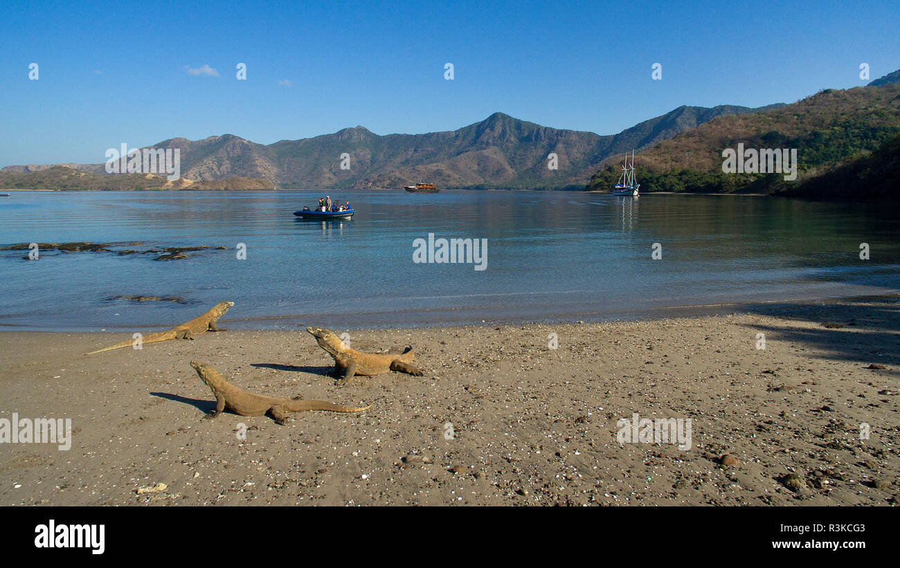 Komodo dragon indonesia landscape hi-res stock photography and images ...