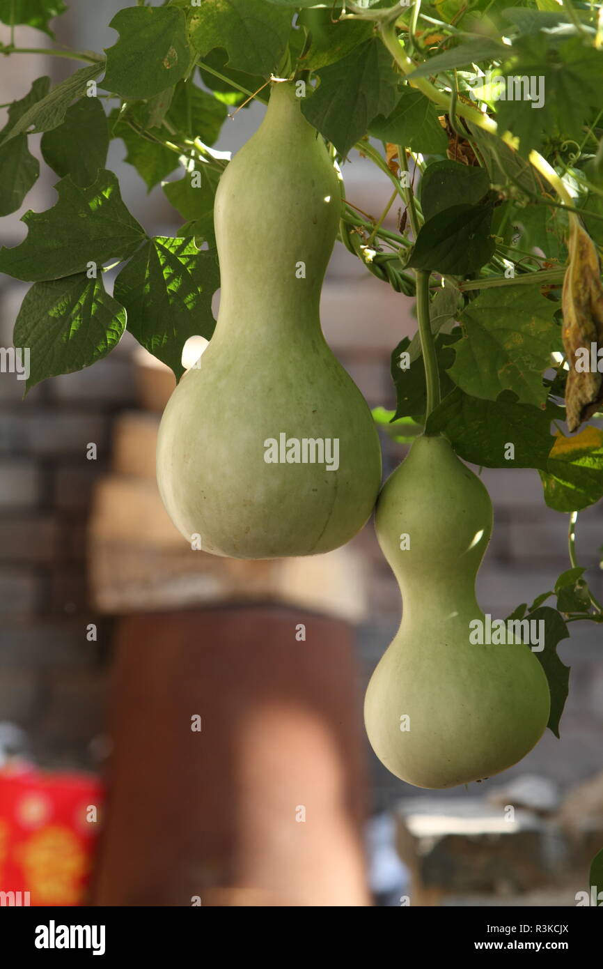 Climbing gourd hi-res stock photography and images - Alamy