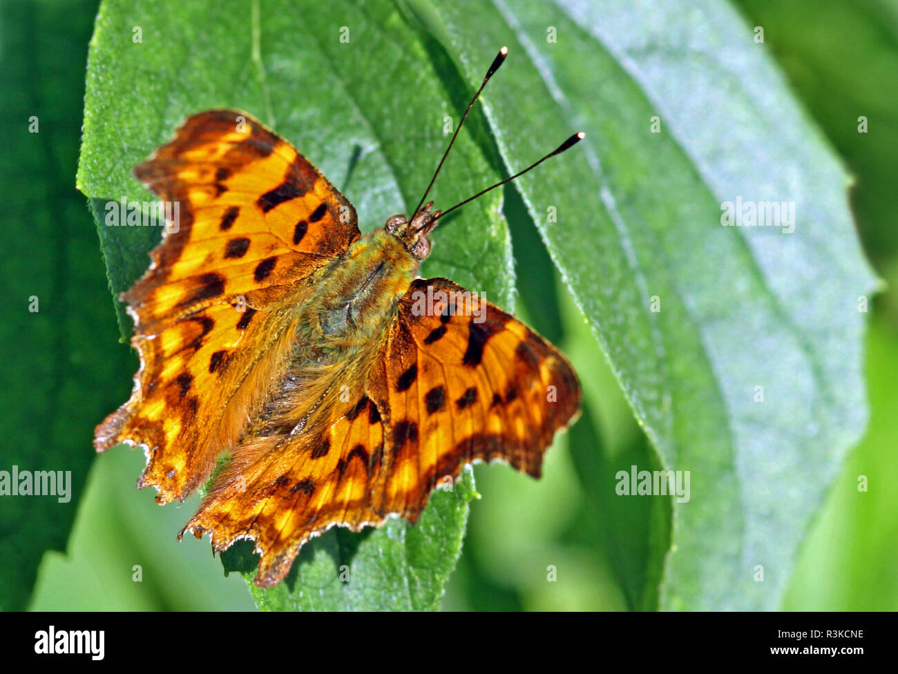 c-falter polygonia c-album Stock Photo - Alamy