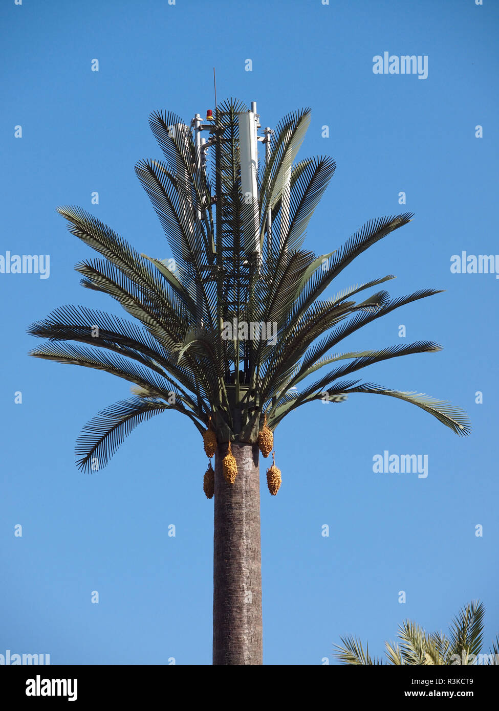 Cell tower palm tree hi-res stock photography and images - Alamy