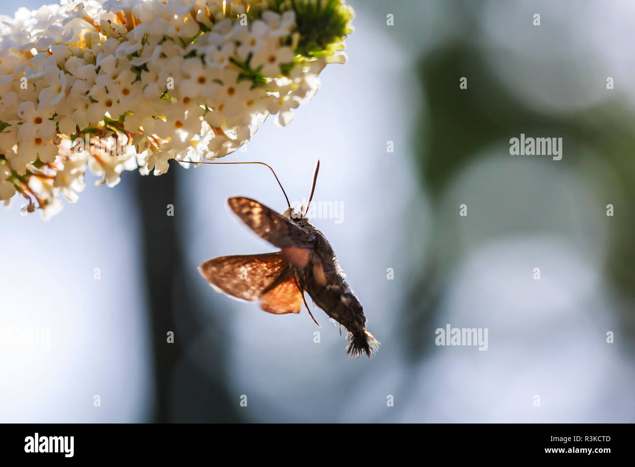 Hummingbird pollination flower hi-res stock photography and images - Alamy