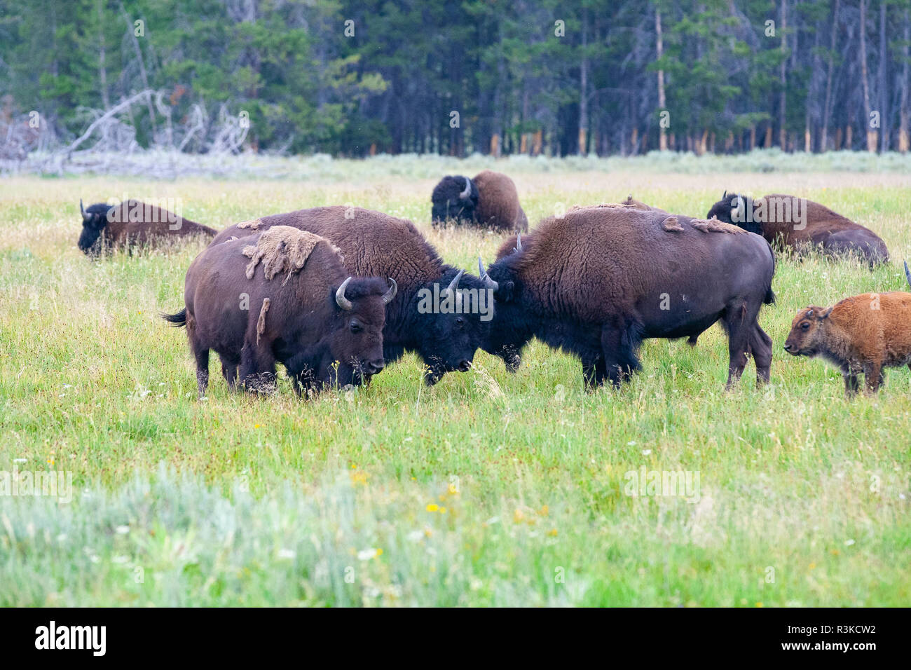 The herd bison in Yellowstone National Park, Wyoming. USA. The ...