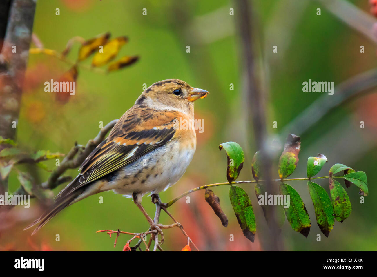 Closeup of a male brambling bird, Fringilla montifringilla, in winter ...