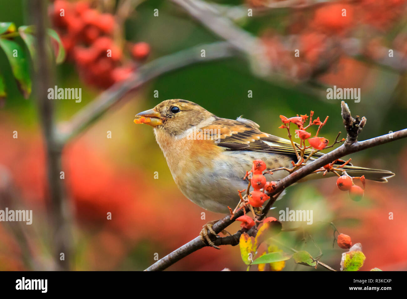 Closeup of a male brambling bird, Fringilla montifringilla, in winter ...