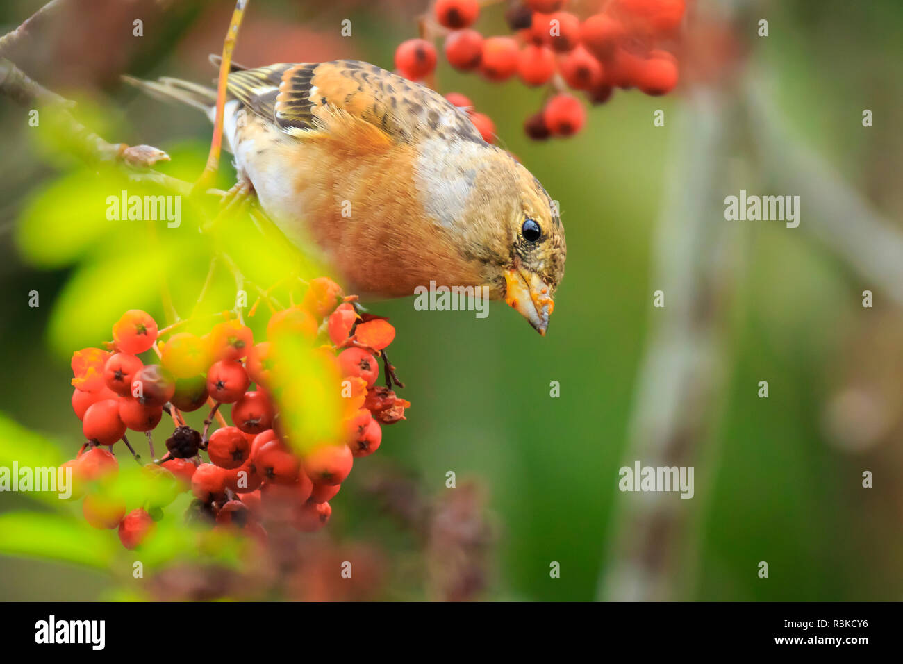 Closeup of a male brambling bird, Fringilla montifringilla, in winter ...