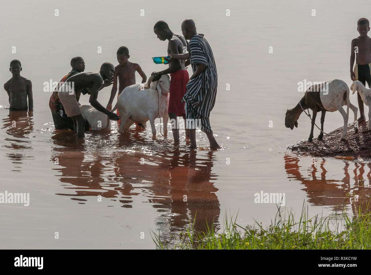 Goat dip, Niger River, Mali Stock Photo - Alamy