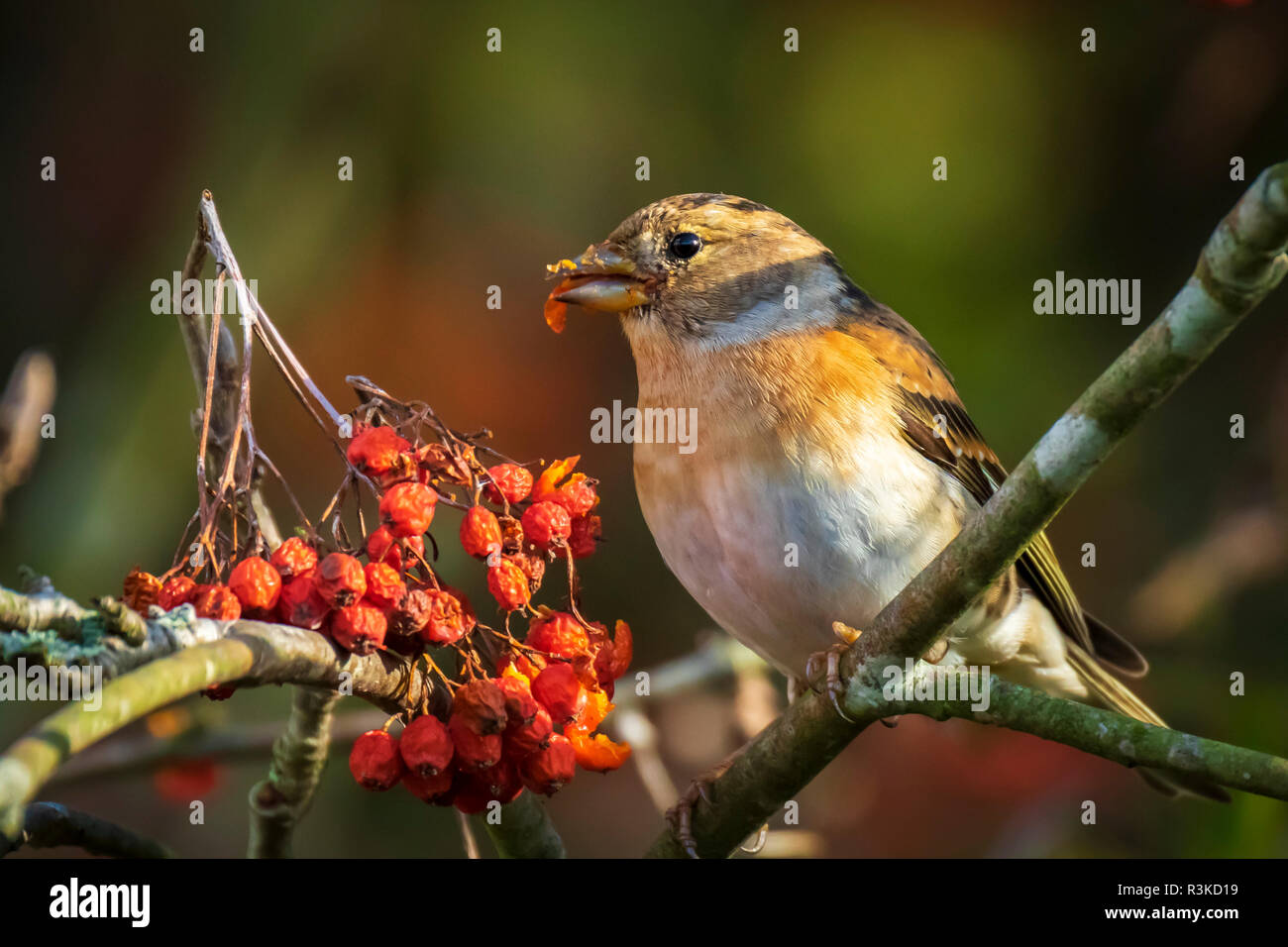 Closeup of a brambling bird, Fringilla montifringilla, in winter ...