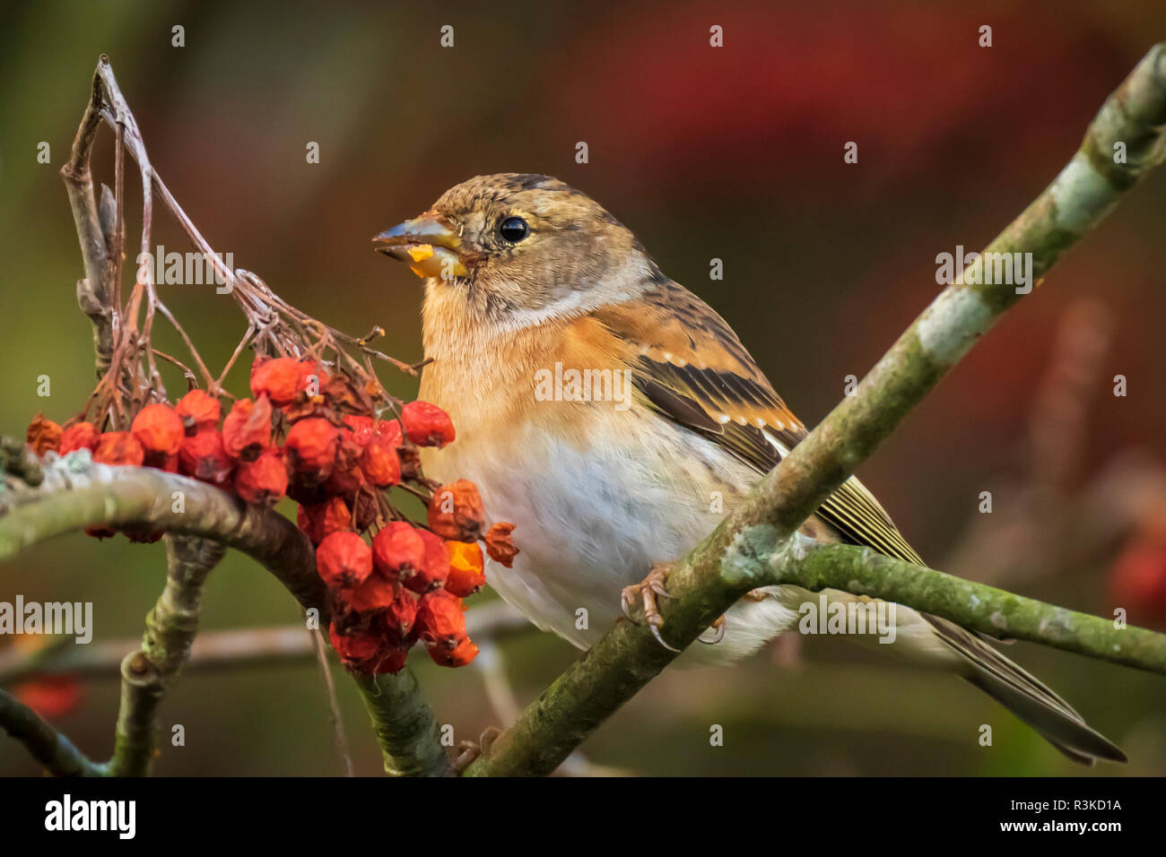 Closeup of a brambling bird, Fringilla montifringilla, in winter ...