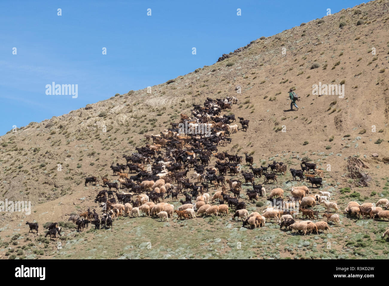 Man herds a flock of sheep on the rugged hillsides in the High Atlas ...