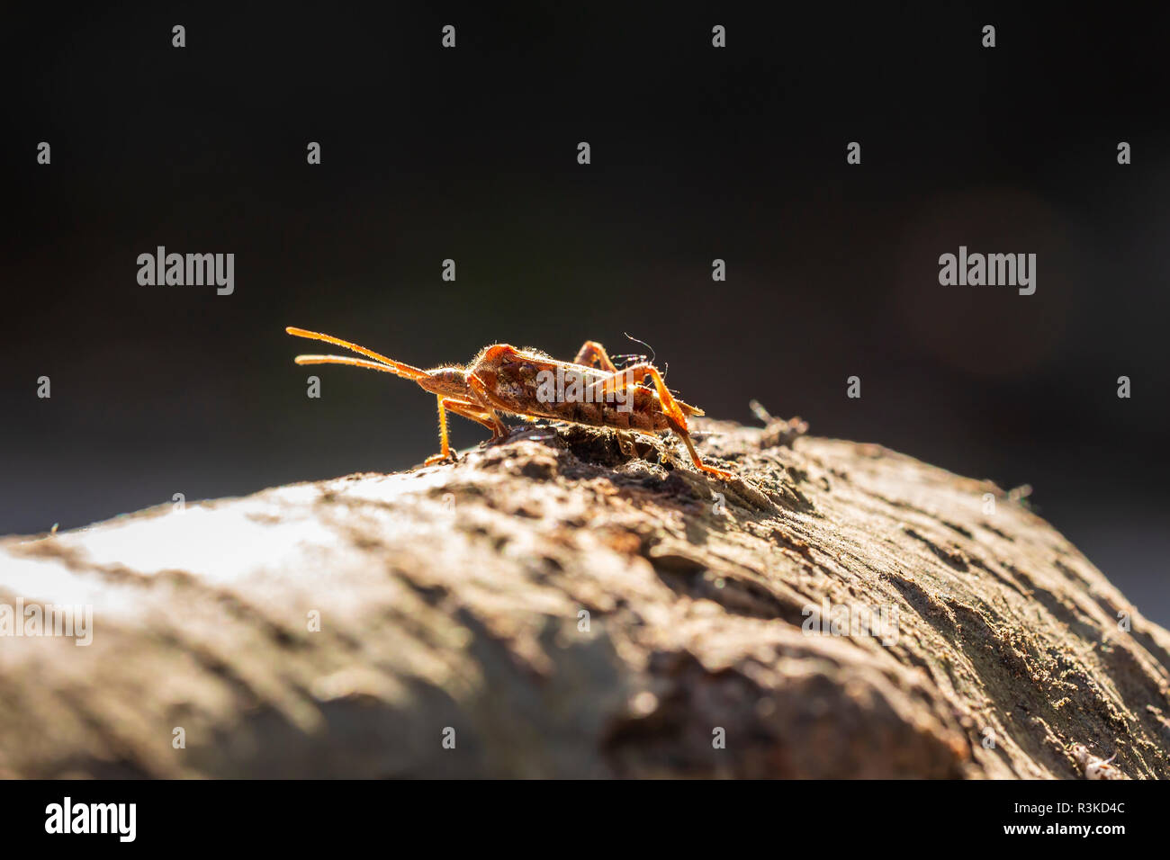Crawling insect hi-res stock photography and images - Alamy