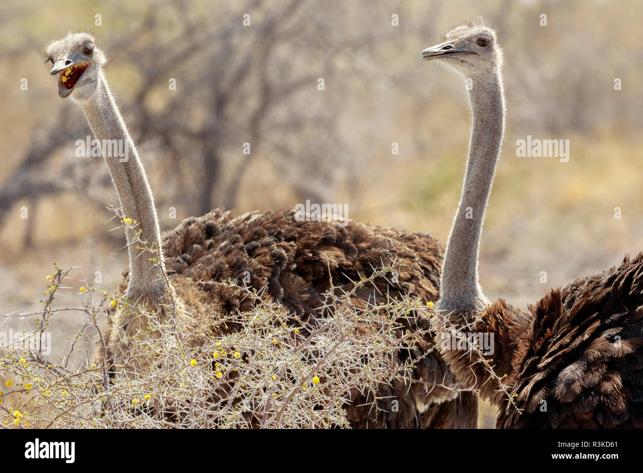 Namibia national flower hi-res stock photography and images - Alamy