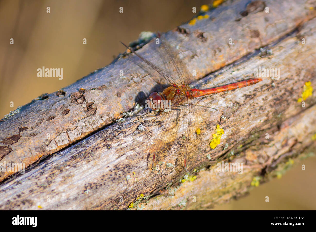 Close-up of a male vagrant darter, Sympetrum vulgatum, resting on a log ...
