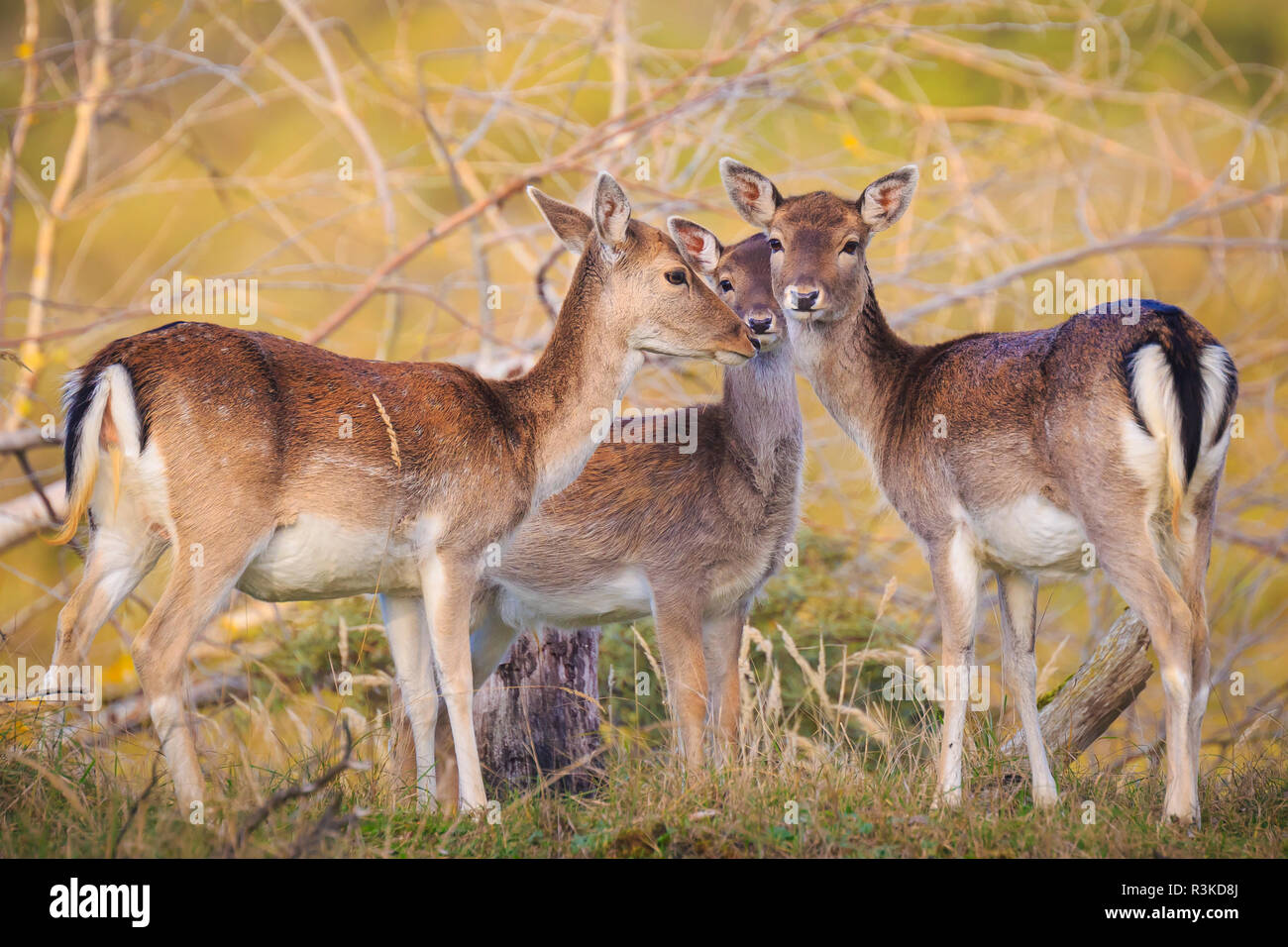 Three young deer on forest hi-res stock photography and images - Alamy