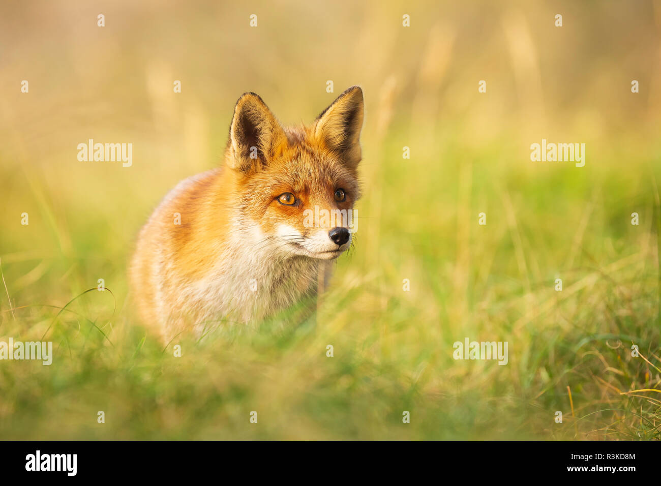 Red fox scavenging hi-res stock photography and images - Alamy