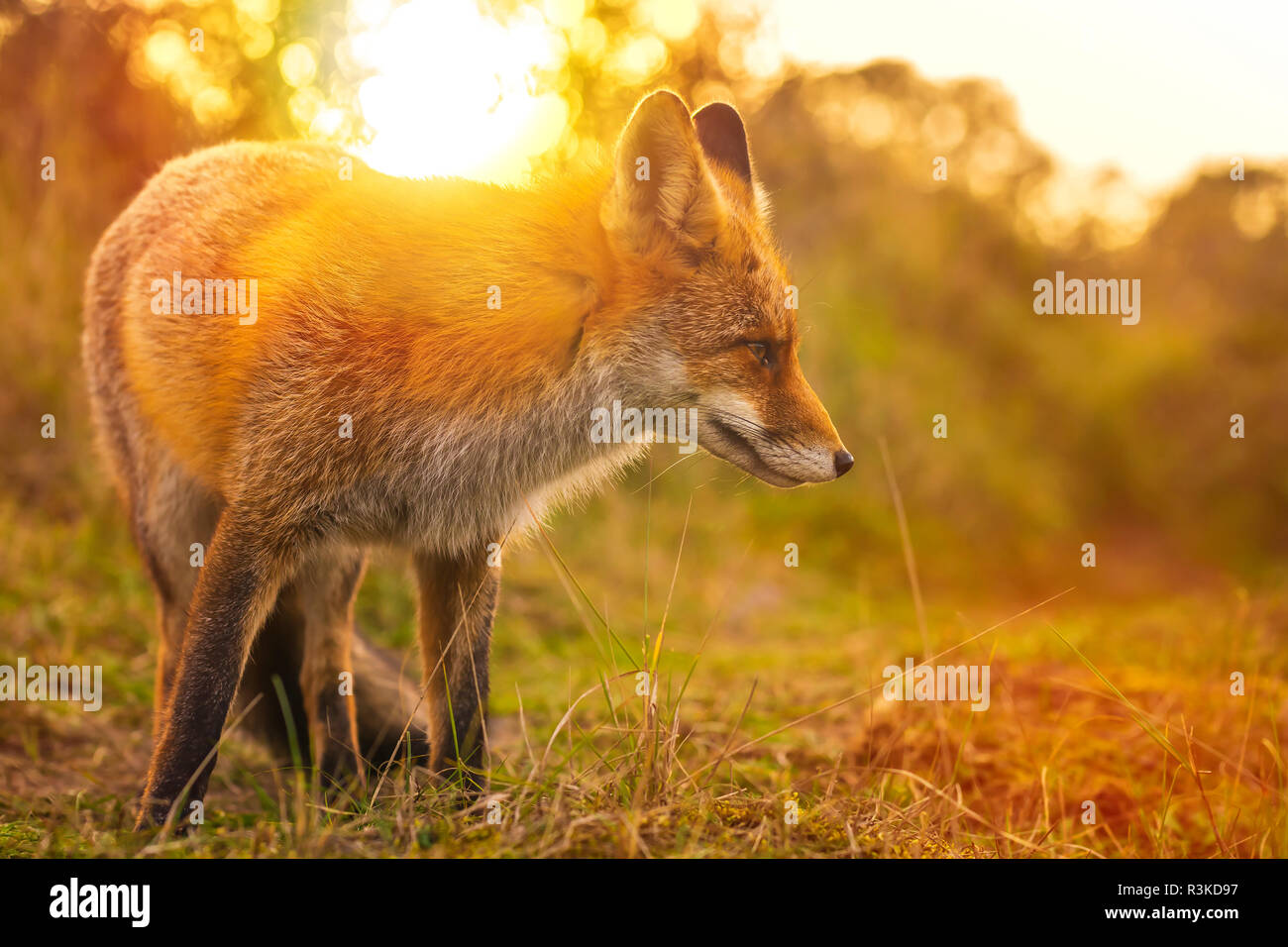 Wild young red fox (vulpes vulpes) vixen scavenging in a forest and dunes during sunset Stock ...