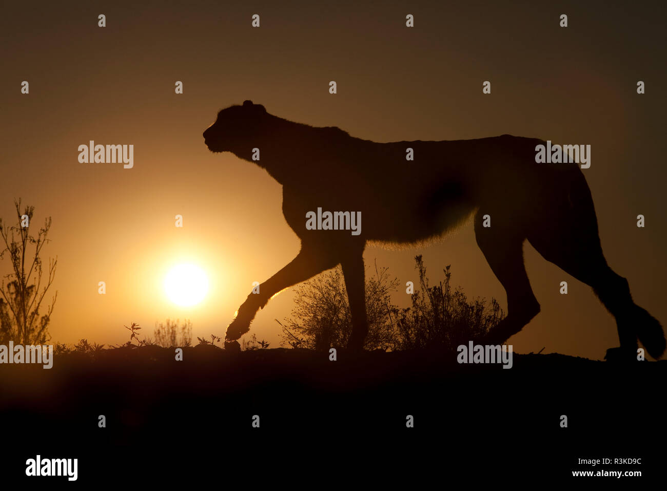 Cheetah silhouette hi-res stock photography and images - Alamy