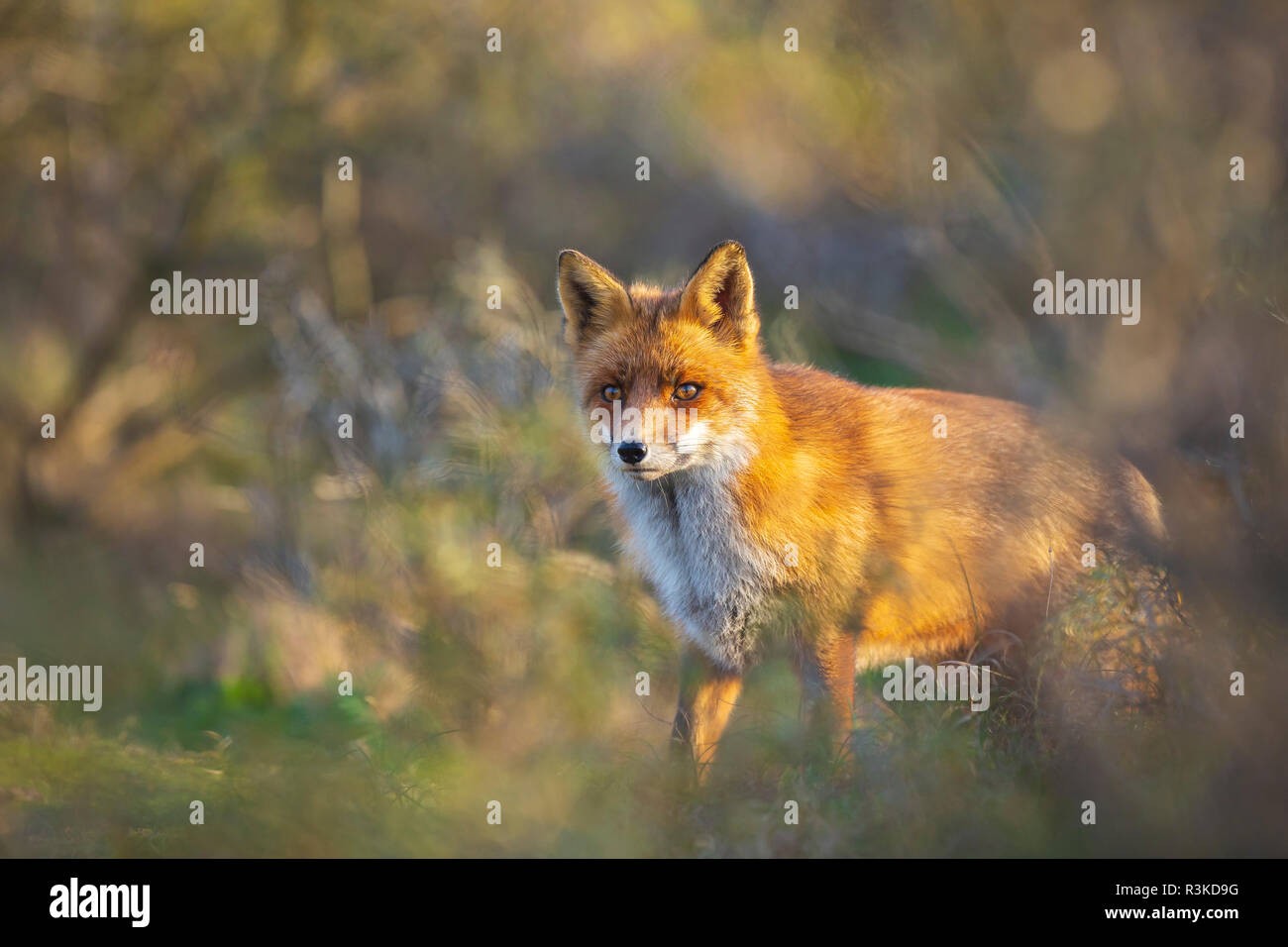 Wild young red fox (vulpes vulpes) vixen scavenging in a forest and dunes during sunset Stock ...