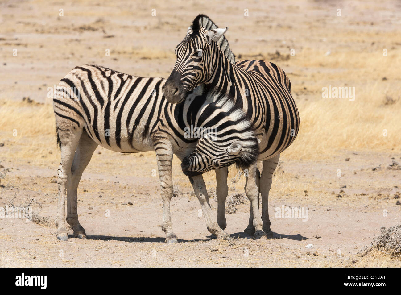 Pregnant Zebra High Resolution Stock Photography and Images - Alamy