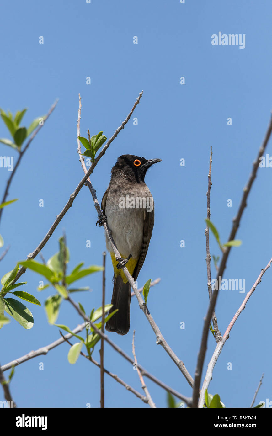 Namibia. An African red-eyed Bulbul (Pycnonotus nigricans) perches on a ...