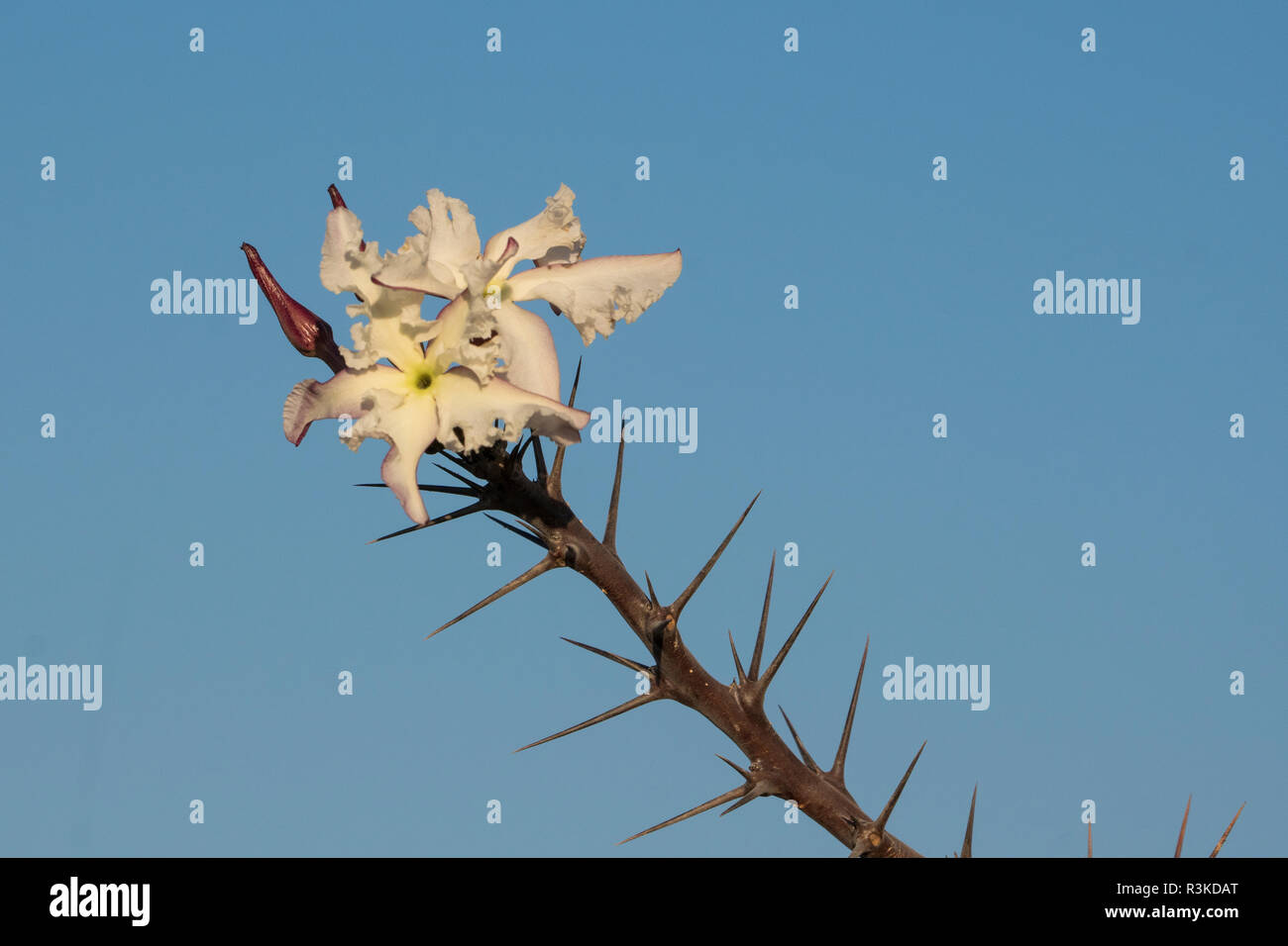 Namibia. Flowers of the bottle tree, Pachypodium lealii, bloom at the ...