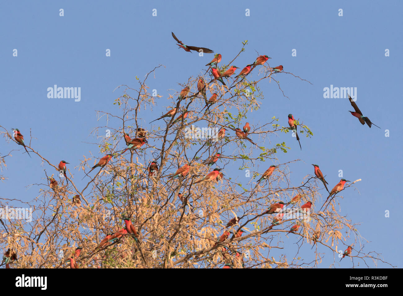 Southern Carmine Bee Eaters, (Merops nubicoides) perched on a tree ...