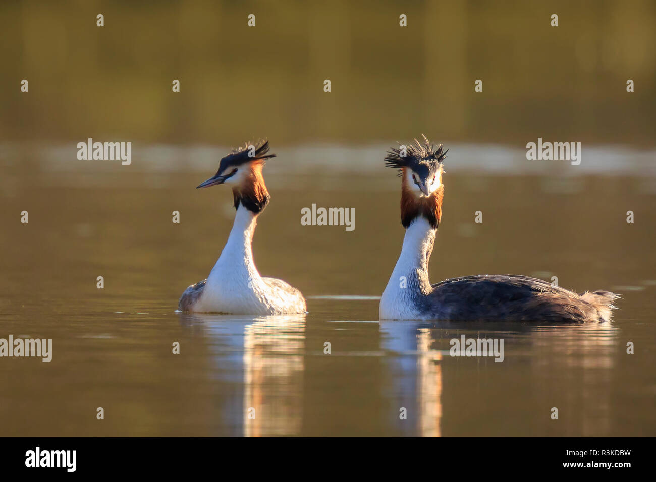 Great crested grebe mating hi-res stock photography and images - Alamy