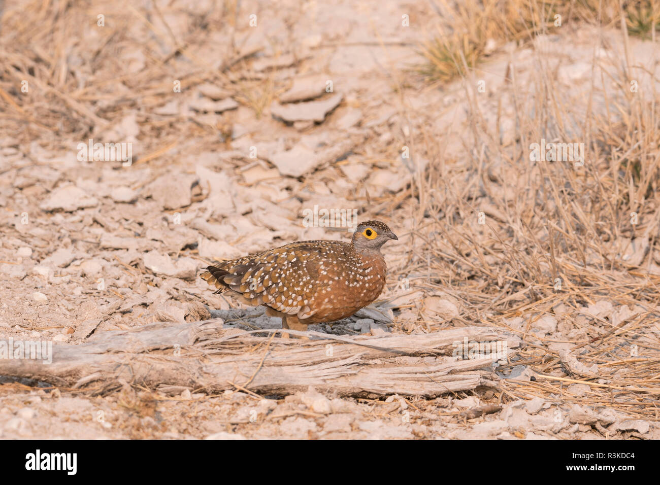 Namaqua sand grouse hi-res stock photography and images - Alamy