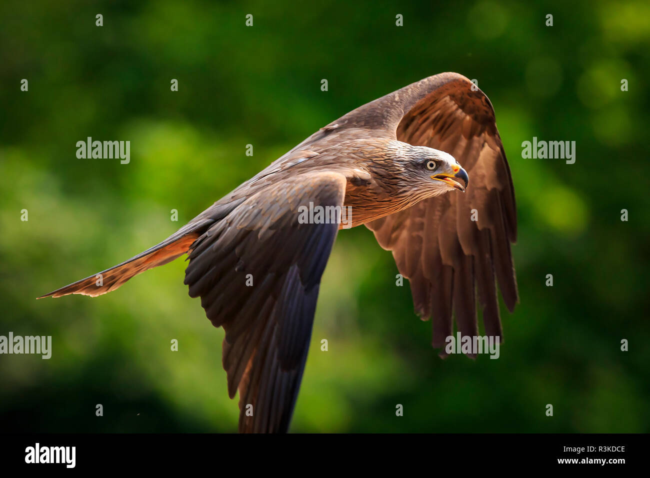 Black kite Milvus migrans predatory bird in flight, hunting on a sunny ...