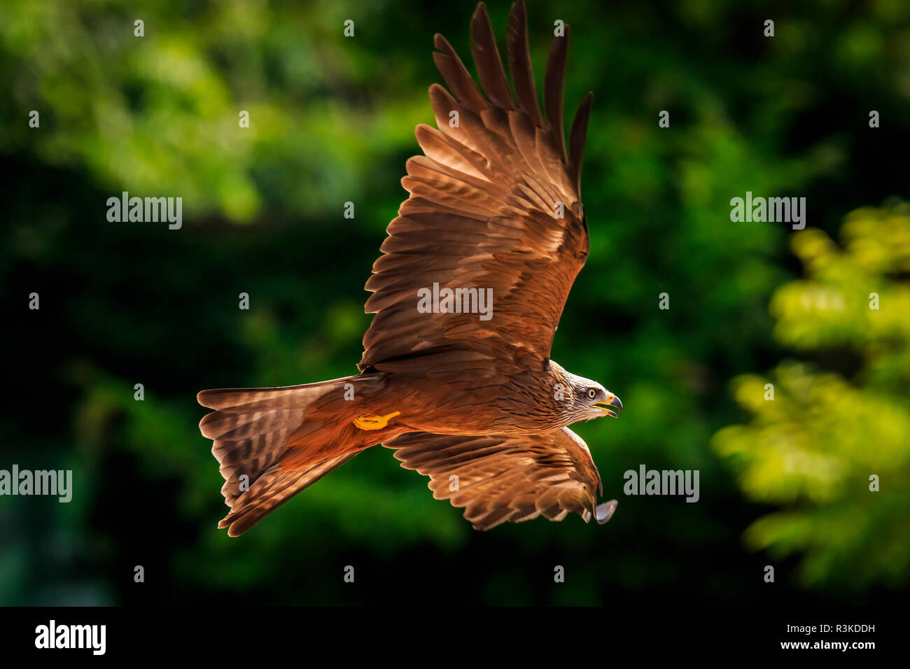 Black kite Milvus migrans predatory bird in flight, hunting on a sunny ...