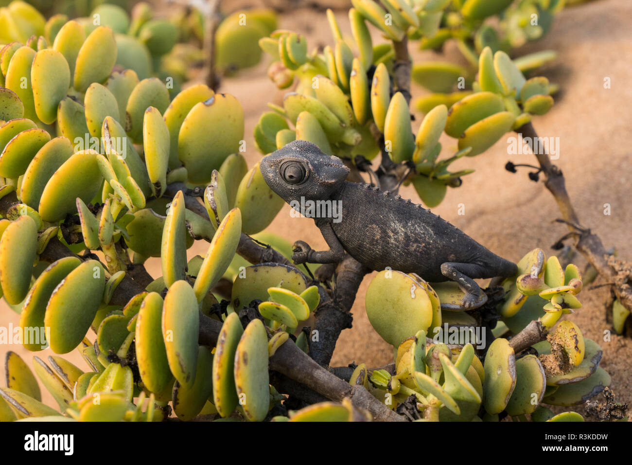Namibia, Namaqualand Chameleon, Chamaeleo namaquensis, perched on ...