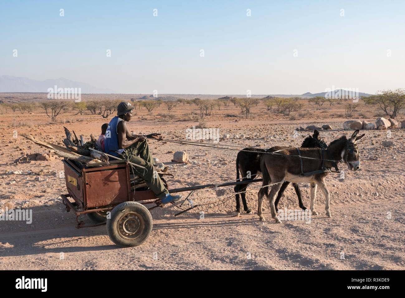 Man drives a team of burros in a makeshift cart after gathering ...