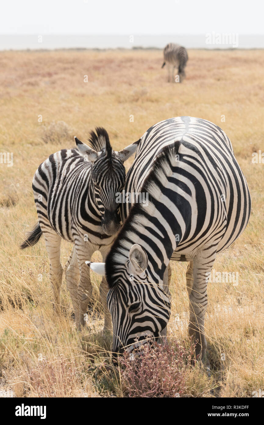 Zebra behaviors hi-res stock photography and images - Alamy