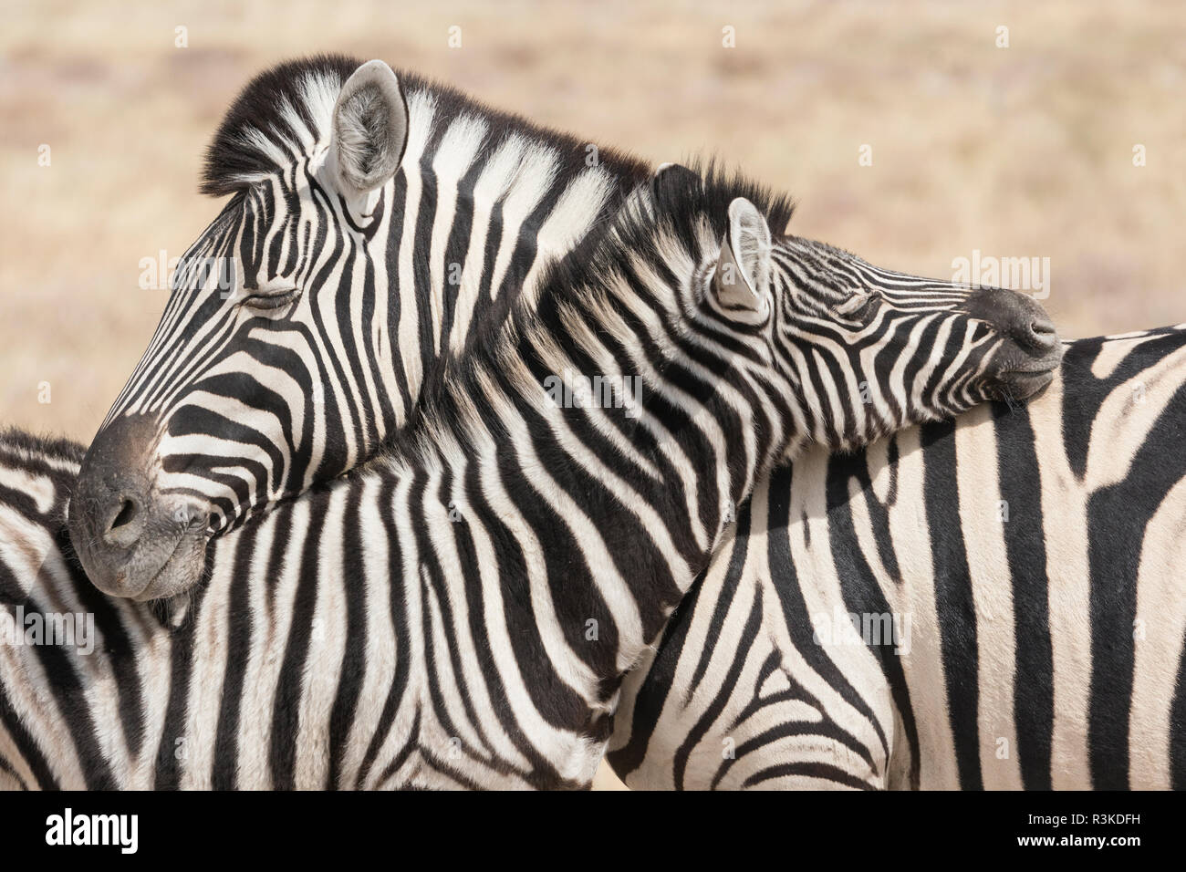 Social zebras hi-res stock photography and images - Alamy