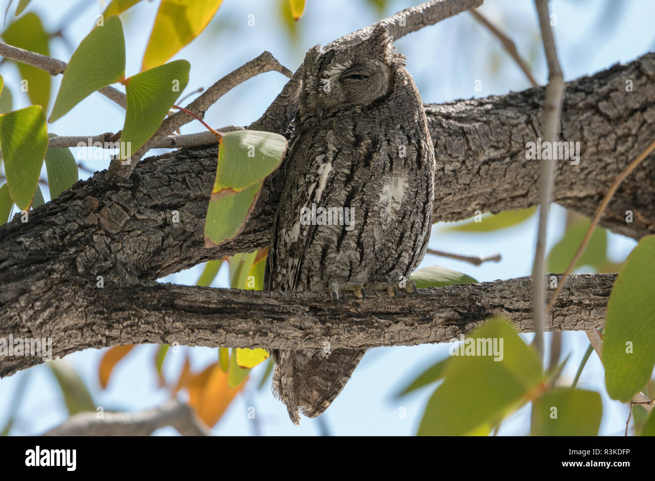 African scops owl hi-res stock photography and images - Alamy