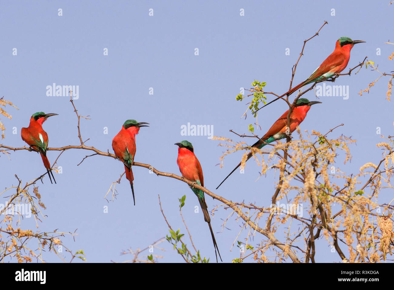 Carmine bee eaters hi-res stock photography and images - Alamy