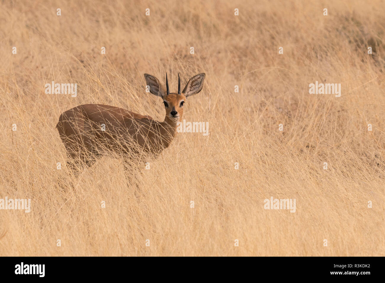 Duiker namibia hi-res stock photography and images - Alamy