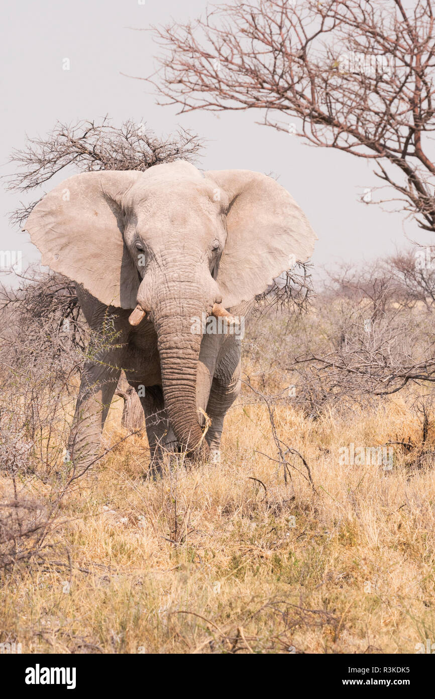 Dusty elephant (Loxodonta Africana) feeding in the bush in eastern ...