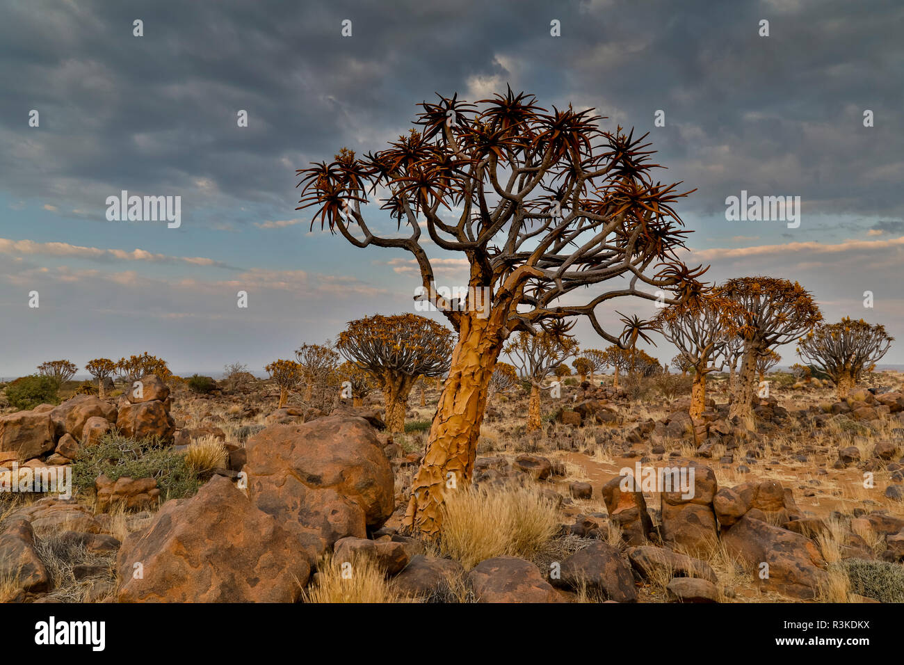 Quiver trees landscape, Namibia Stock Photo - Alamy