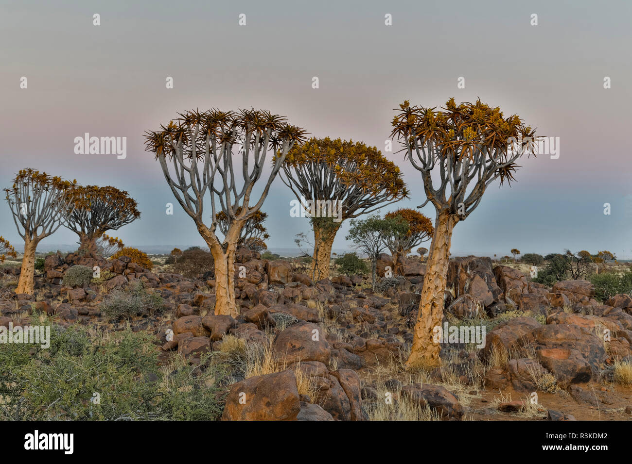Quiver trees landscape, Namibia Stock Photo - Alamy