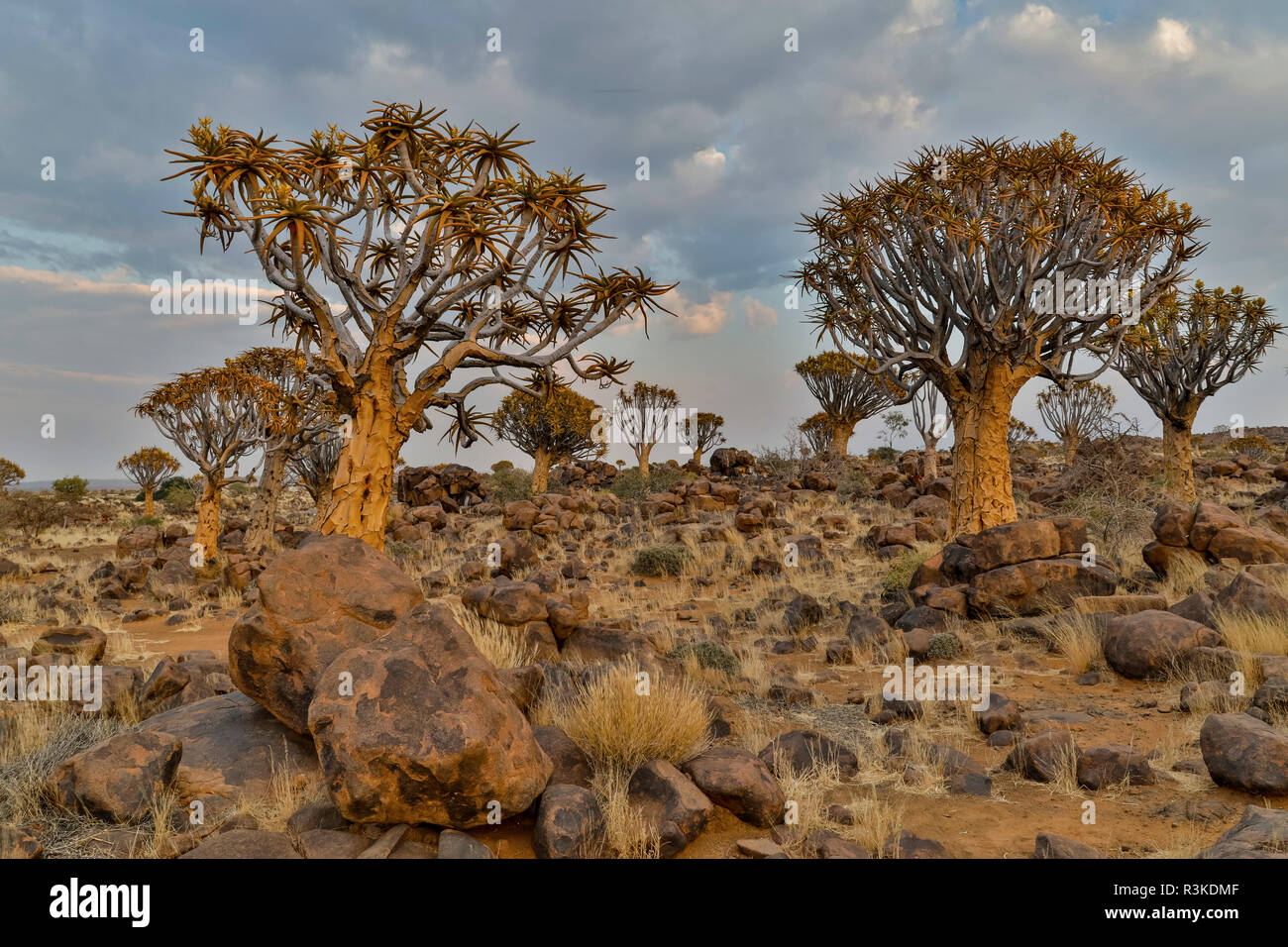 Quiver trees landscape, Namibia Stock Photo - Alamy