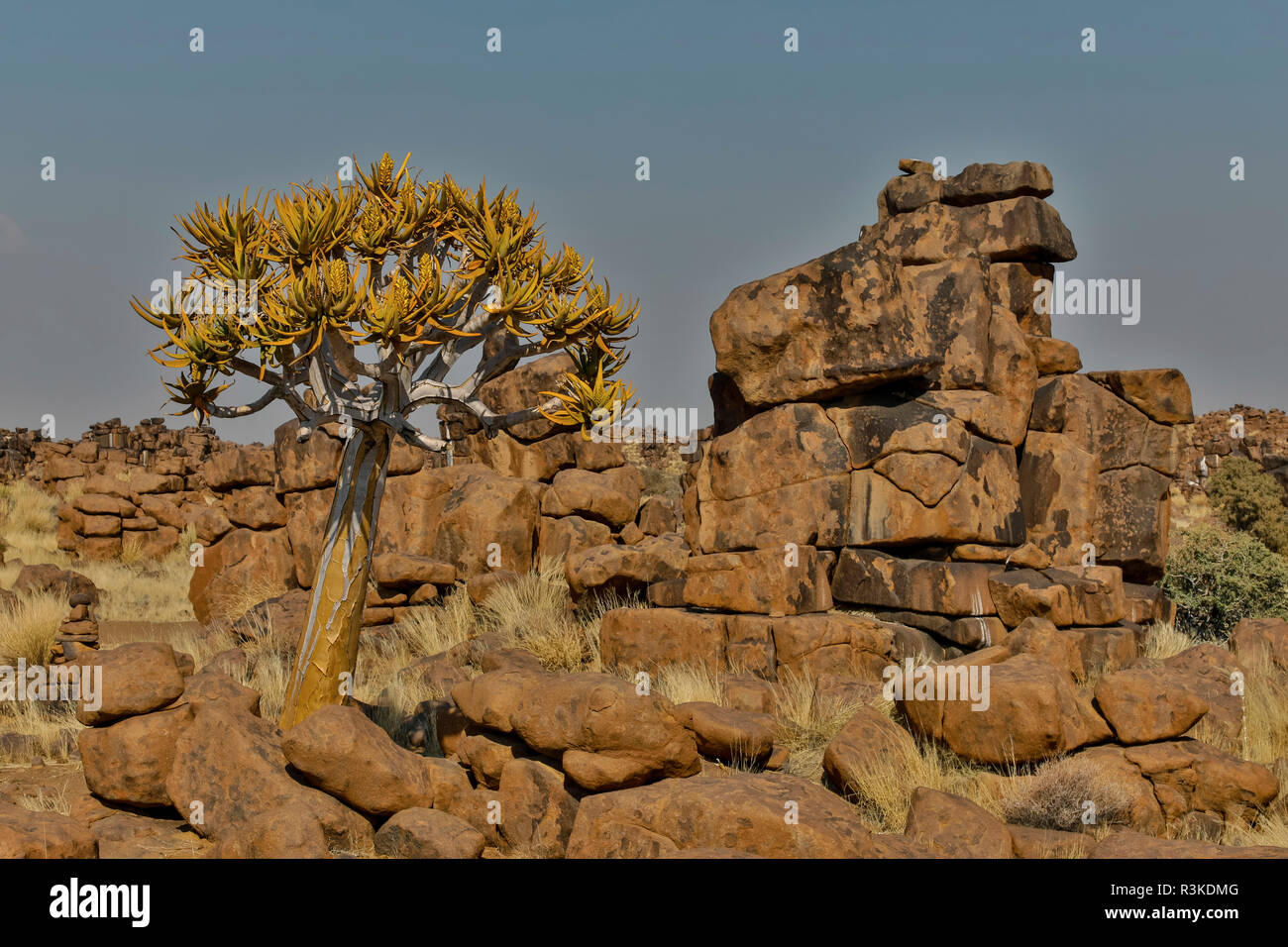 Trees of namibia hi-res stock photography and images - Alamy