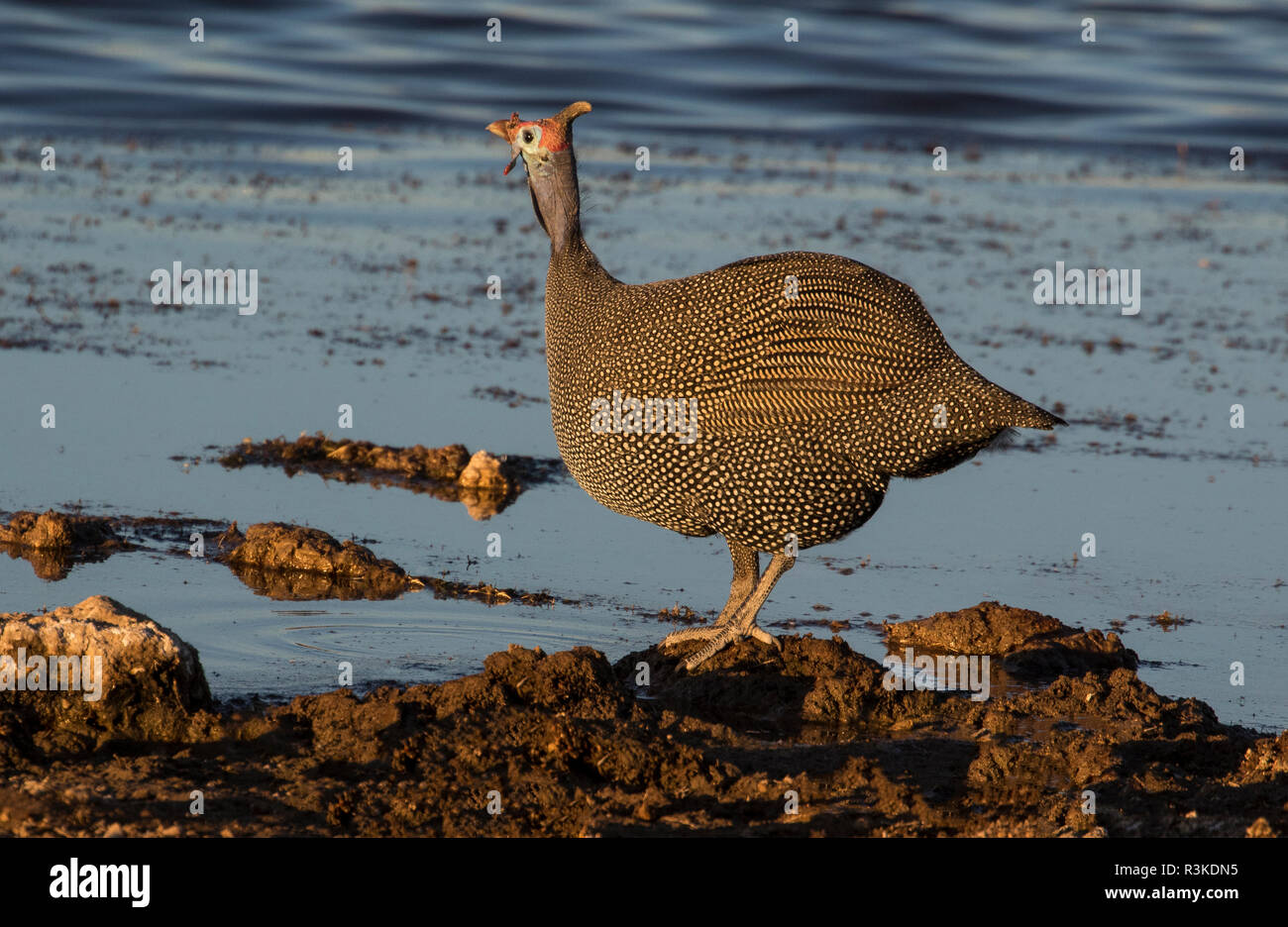 Helmeted Guinea Fowl at waters edge, Etosha National Park Stock Photo ...