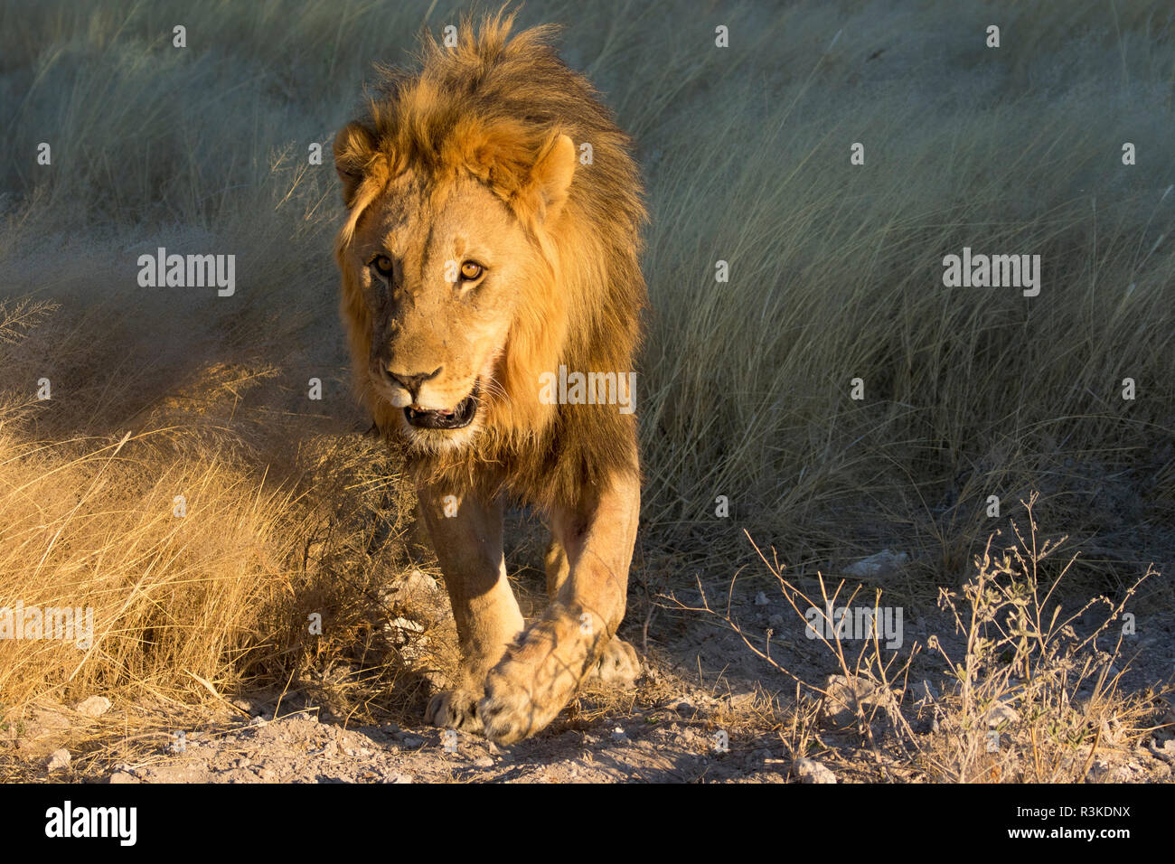 Male Lion near waterhole Etosha National Park, Namibia Stock Photo - Alamy