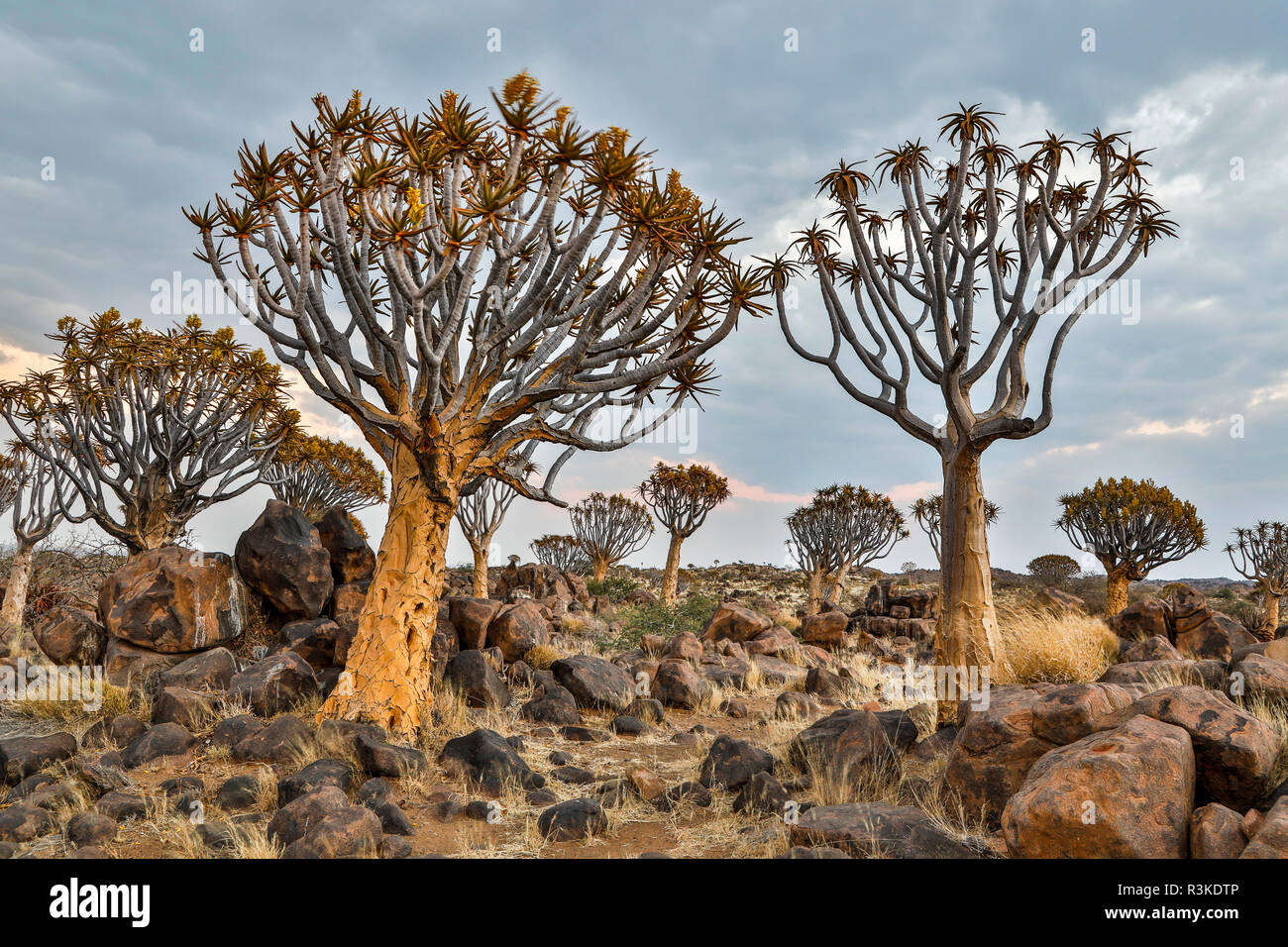 Africa, Namibia, Keetmanshoop. Quiver tree Forest at the Quiver tree ...