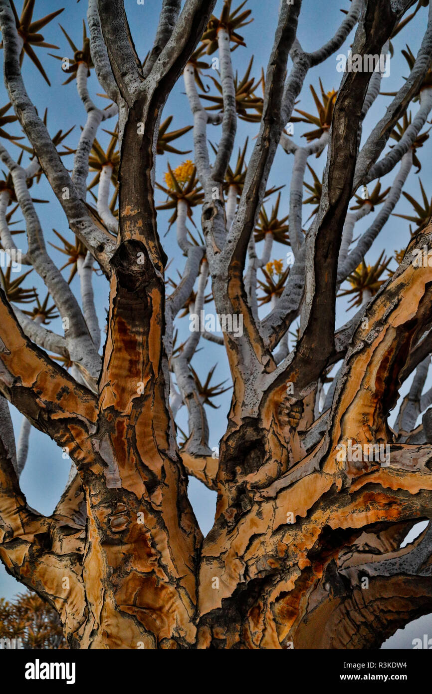 Desert quiver camp namibia hi-res stock photography and images - Alamy